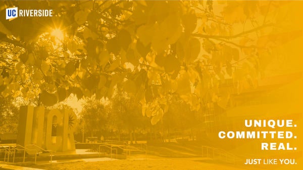 Download: UC Riverside Zoom Background - Campus Trees | Undergraduate ...