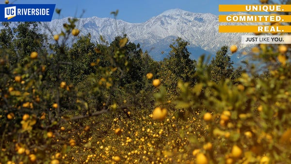Download: UC Riverside Zoom Background - Orange Trees | Undergraduate ...